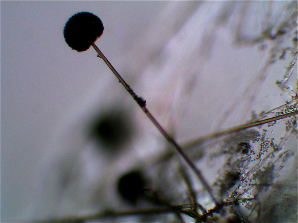 Everything to Know About Black Mold | TheFireRestorationTeam